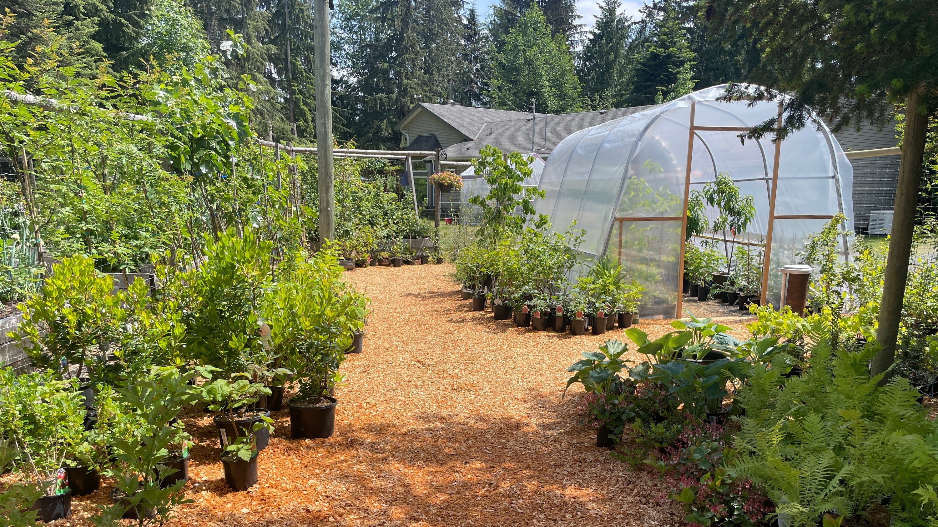 West Coast Plants - Edible Perennial Plant Nursery