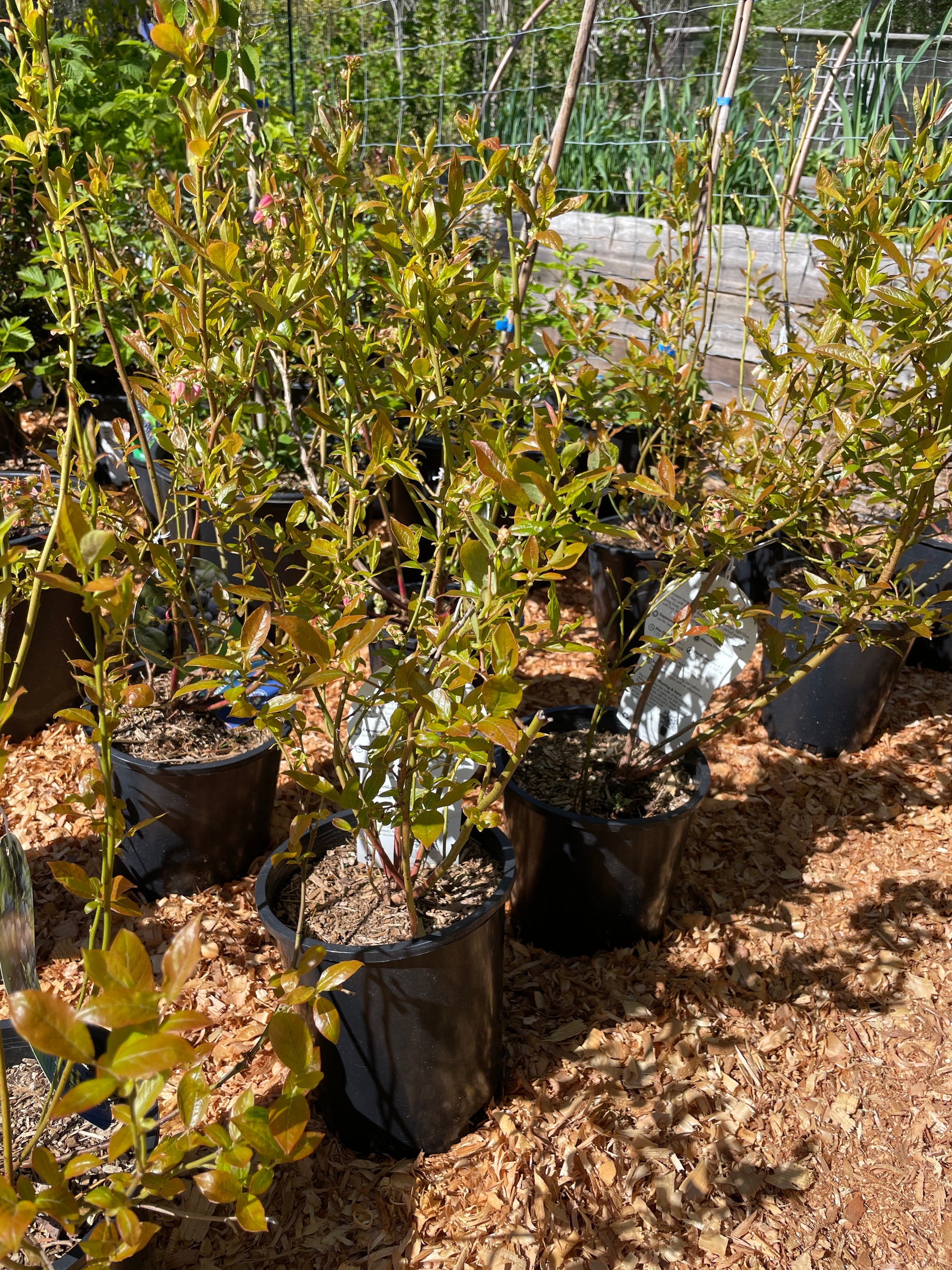 'Duke' Blueberry Plants – West Coast Plants
