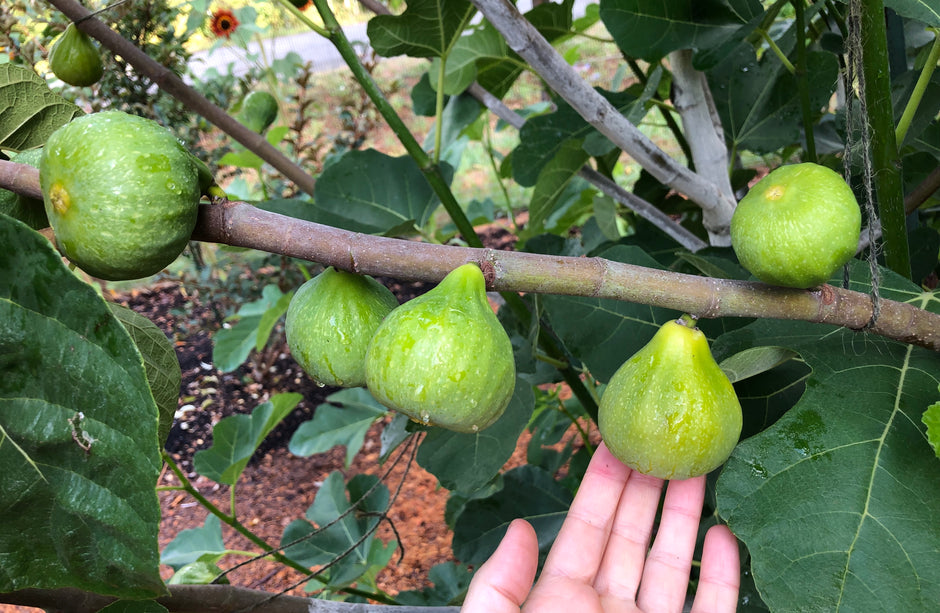 West Coast Plants - Gardening Classes and Edible Plant Nursery