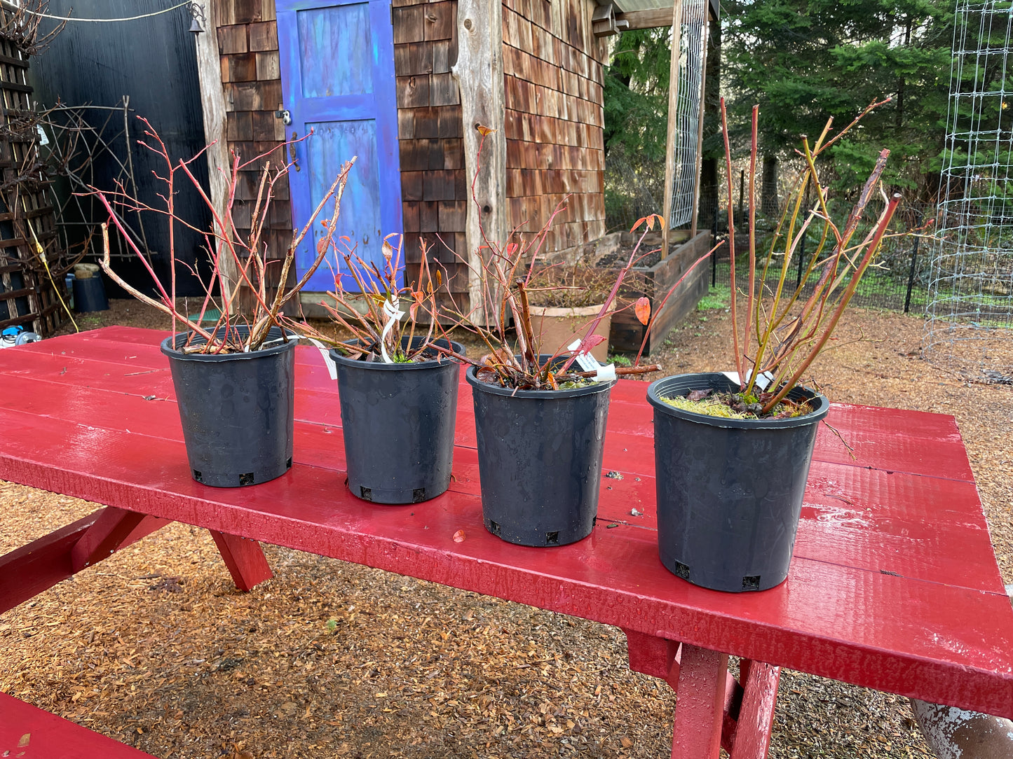 'Duke' Blueberry Plants – West Coast Plants