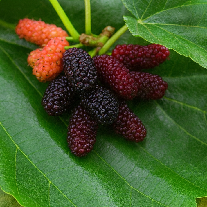 Dwarf Everbearing Mulberry Trees for Sale on Vancouver Island, BC ...