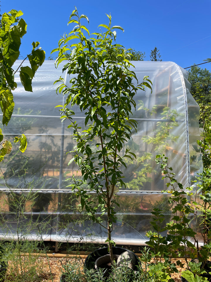 West Coast Plants - Gardening Classes and Edible Plant Nursery