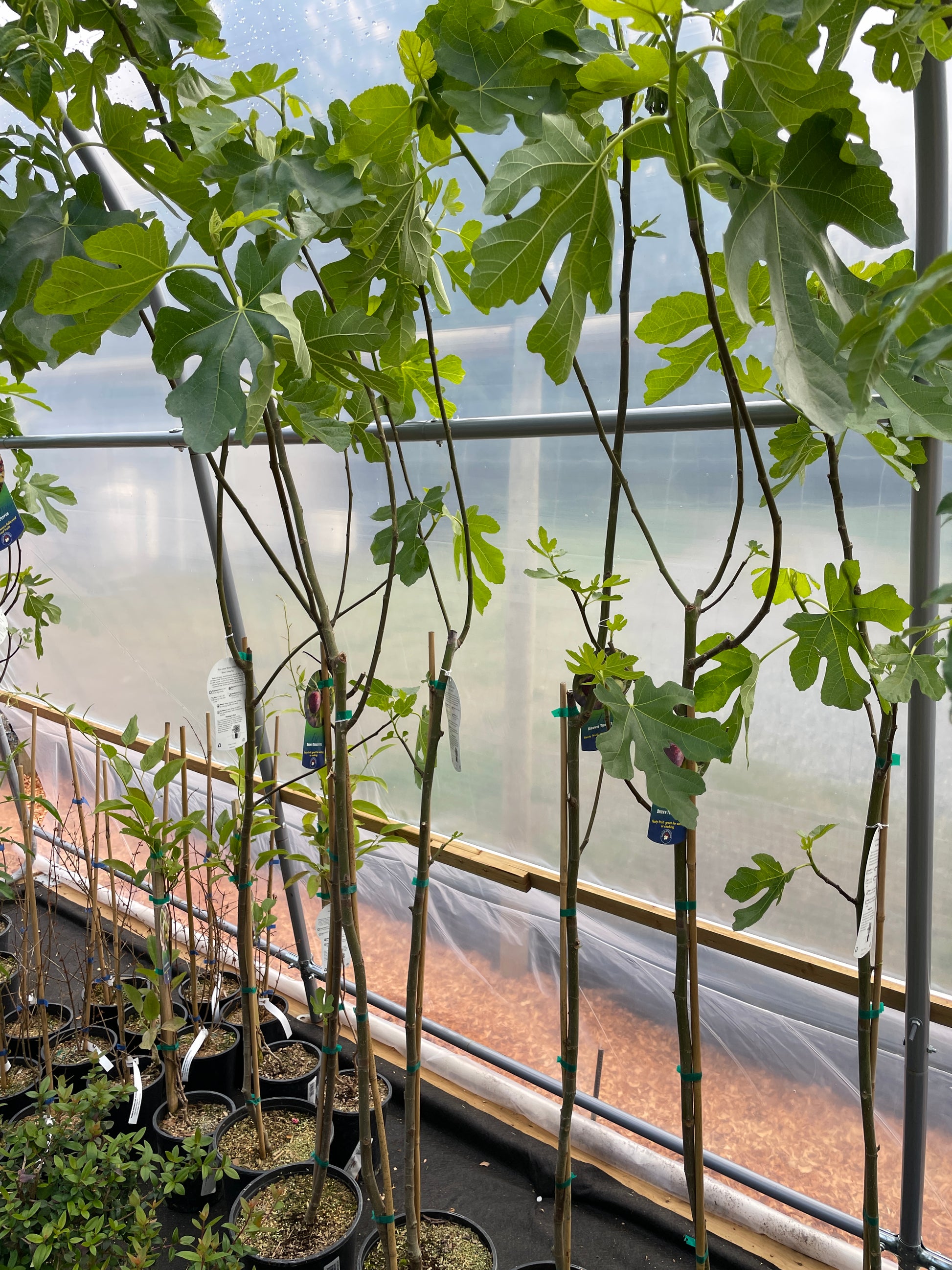 'Brown Turkey' Fig Trees for Sale on Vancouver Island, BC – West Coast ...