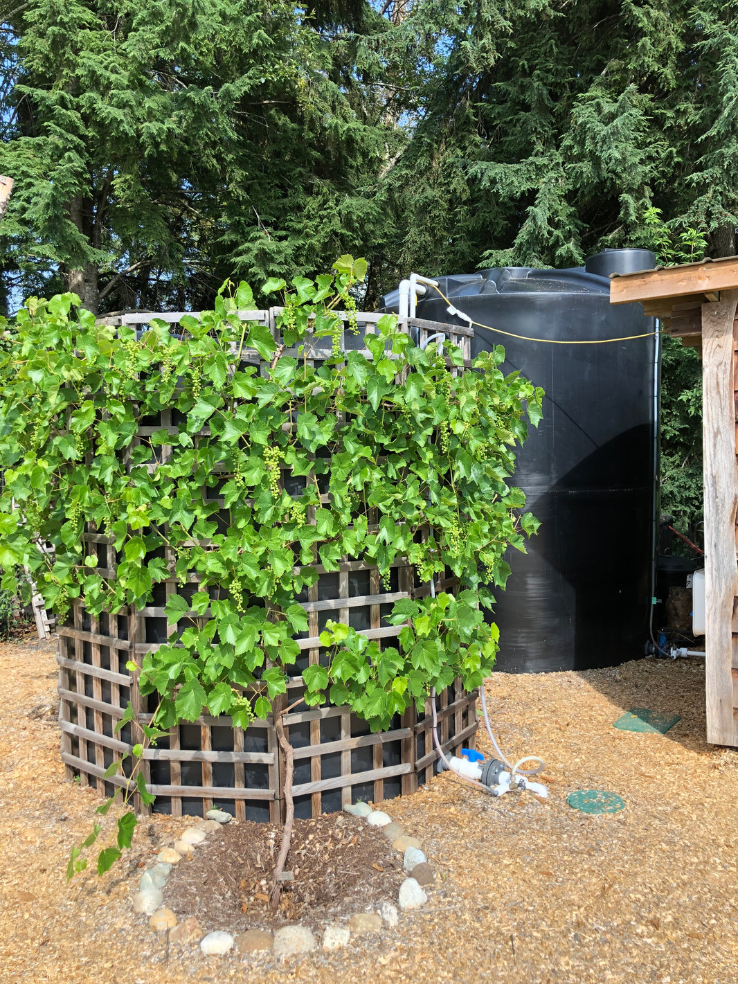 West Coast Plants - Edible Perennial Plant Nursery