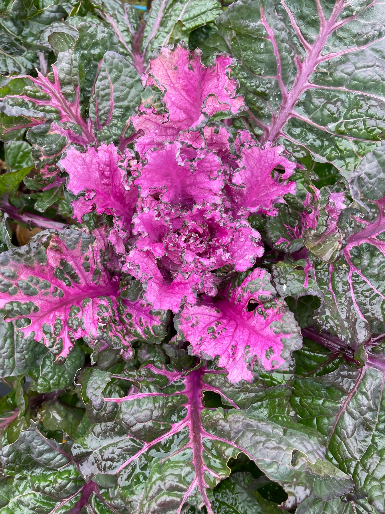 Perennial Kale Plants Available in Canada – West Coast Plants