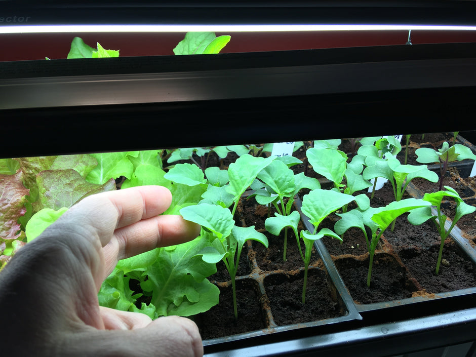 West Coast Plants - Edible Perennial Plant Nursery