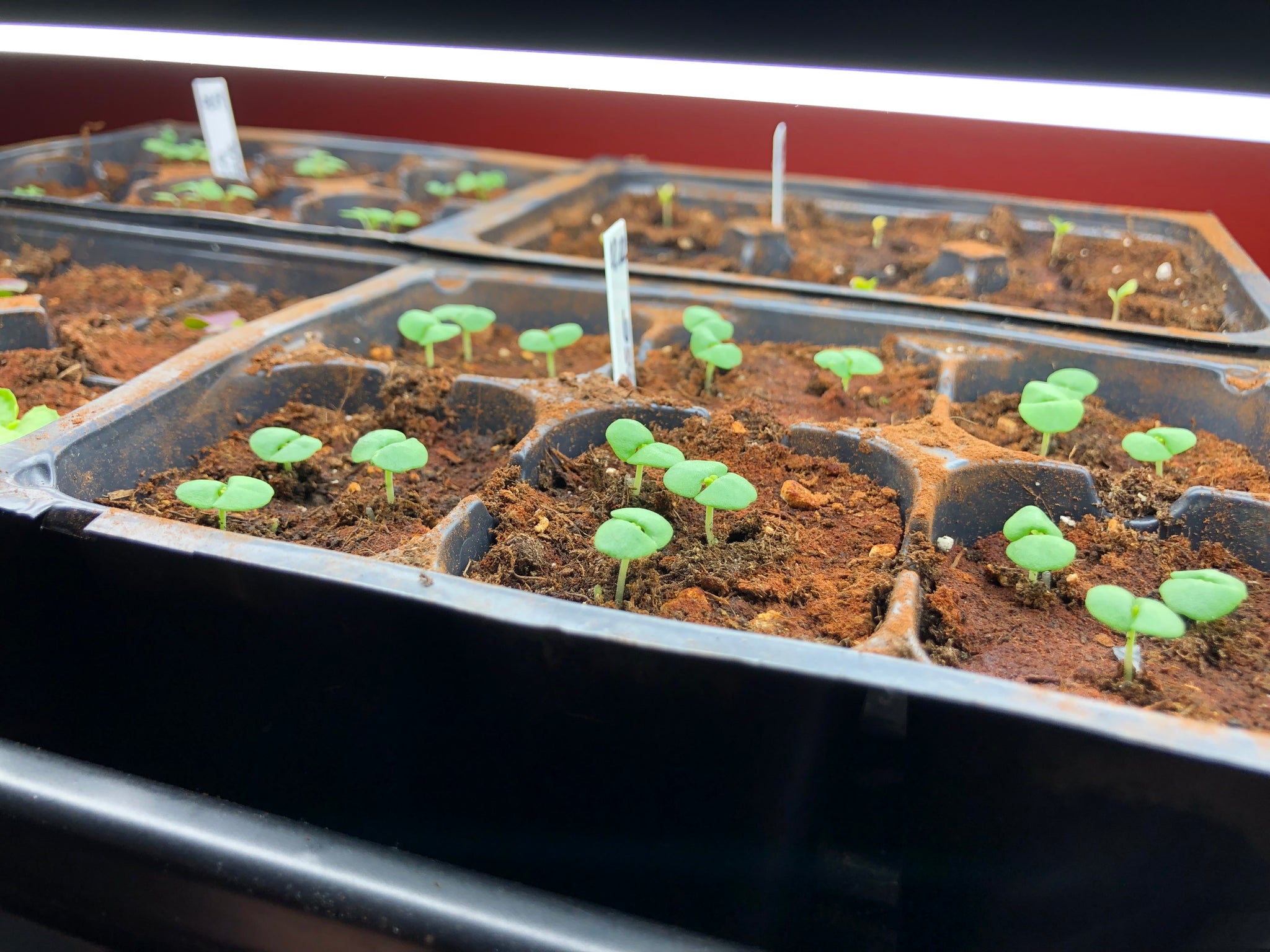 CLASSES: Seed Starting for the Home Garden (January - March 2025 ...