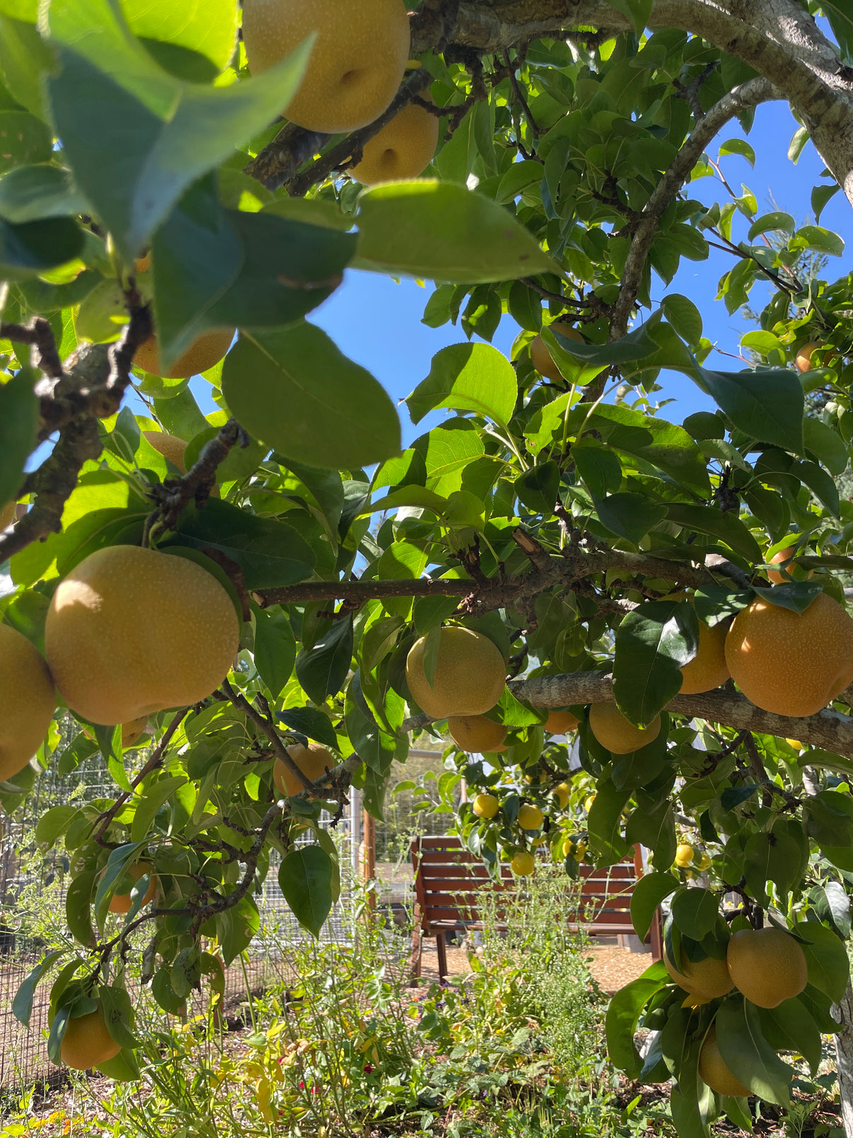 Asian Pear Trees for Sale on Vancouver Island, BC – West Coast Plants