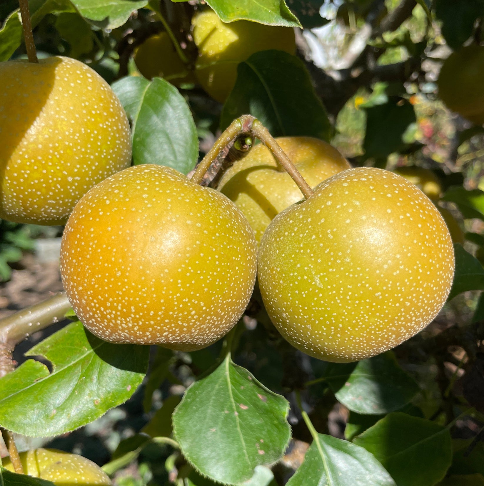Asian Pear Trees for Sale on Vancouver Island, BC – West Coast Plants