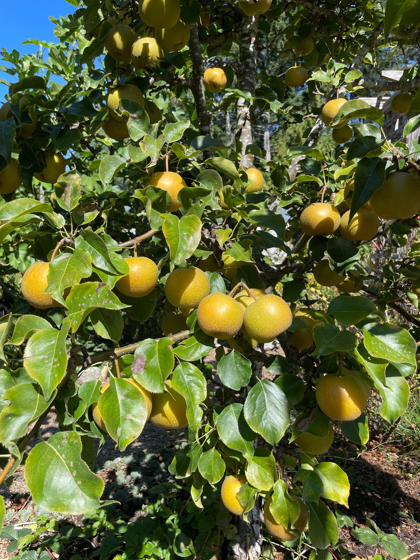 Asian Pear Trees for Sale on Vancouver Island, BC – West Coast Plants