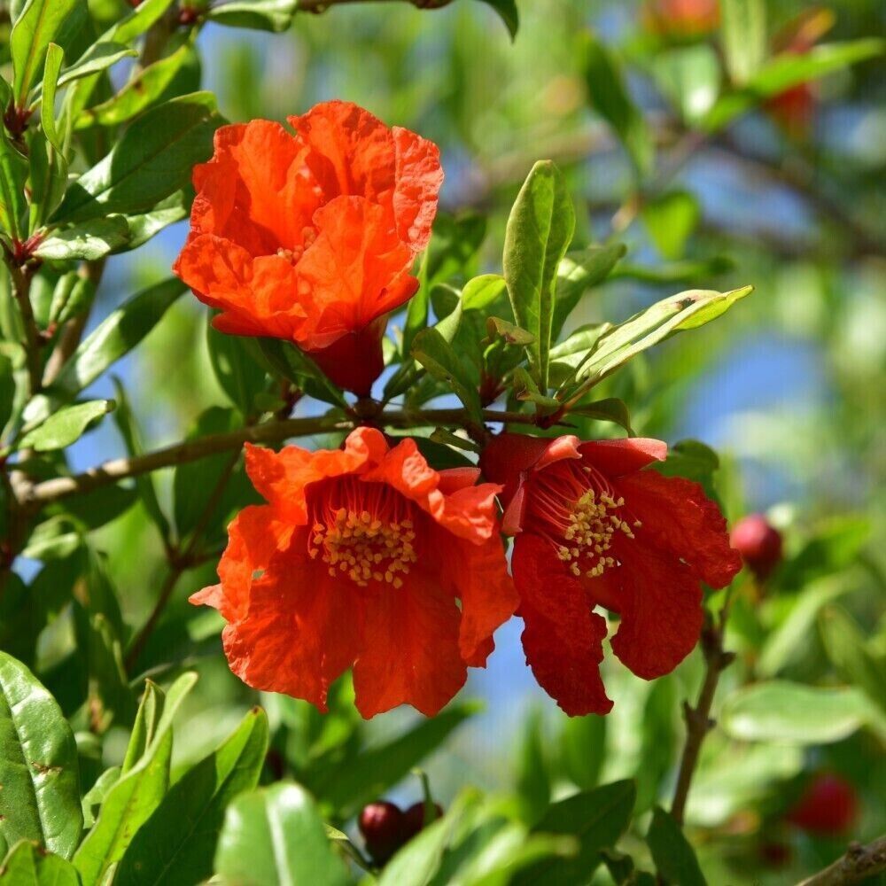 'Salavatski' Pomegranate Trees for Sale in Canada – West Coast Plants