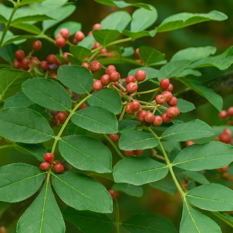 Sansho Japanese Pepper Trees for Sale in Canada – West Coast Plants