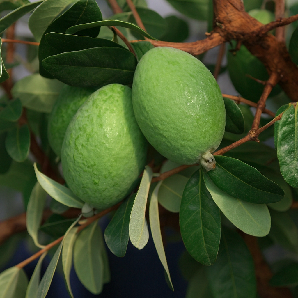 Pineapple Guava (Feijoa) Plants for Sale on Vancouver Island, BC – West ...